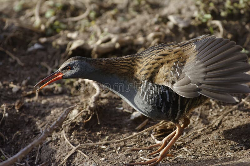 Water Rail stock image. Image of britain, rail, england - 162111137