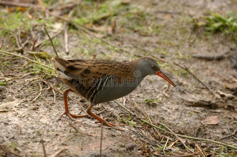 Water Rail - Rallus Aquaticus Stock Photo - Image of rallus, lake: 44920300