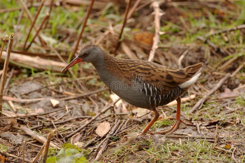Water Rail - Rallus Aquaticus Stock Image - Image of animal ...