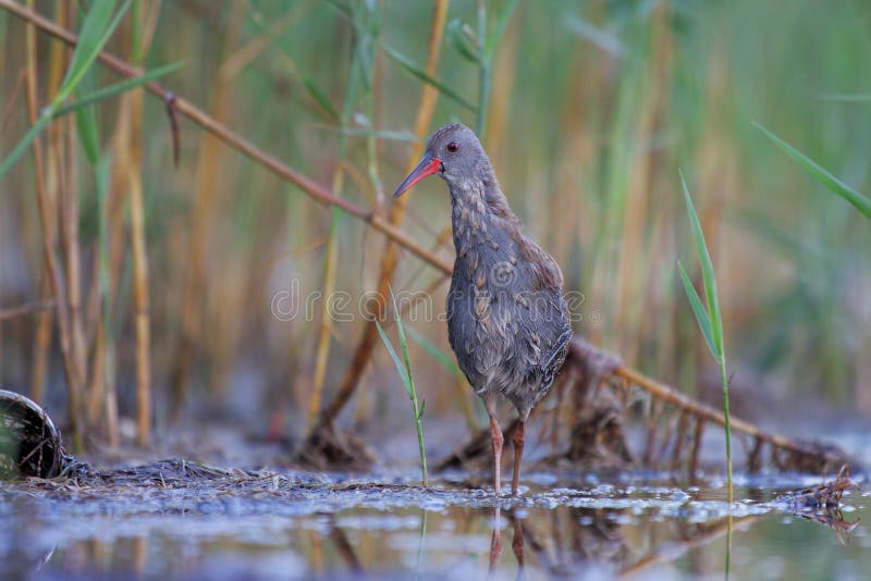 Water Rail/Rallus Aquaticus. Stock Photo - Image of colorful ...