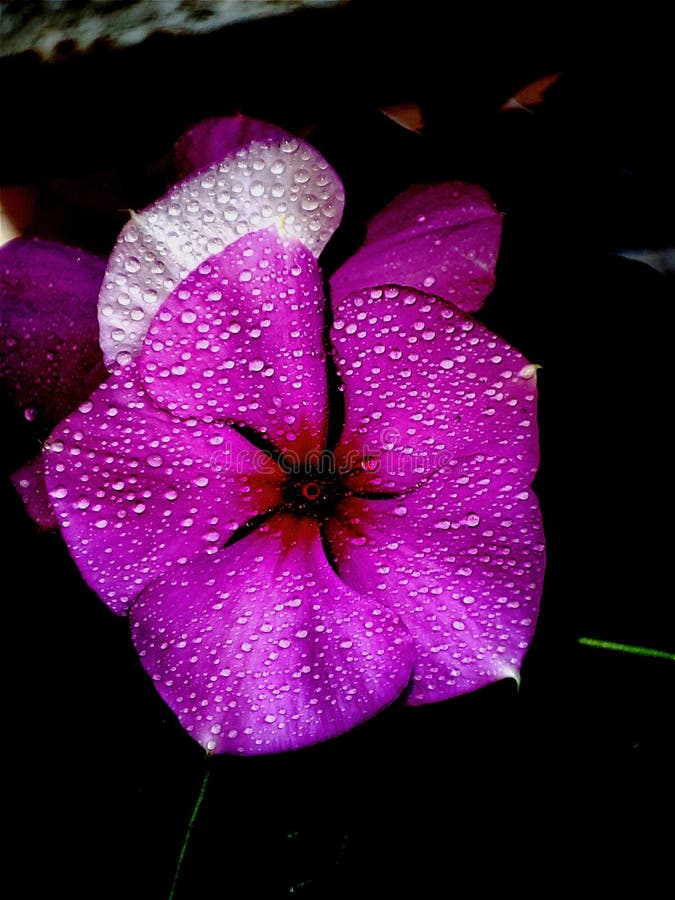 Water/rain Drops on Beautiful Pink Flower Stock Photo - Image of ...