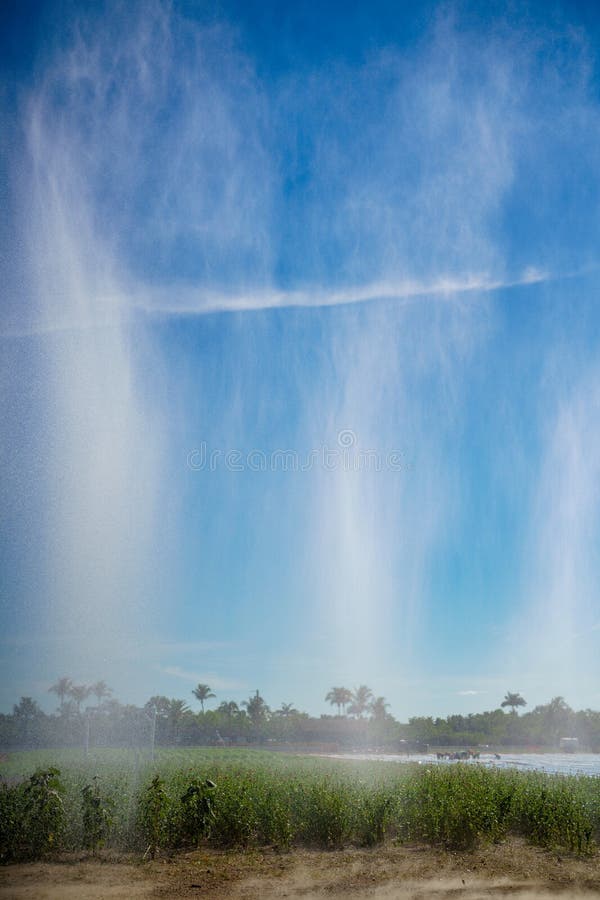 Water Raining on Farm Crops Stock Photo - Image of rain, 2023: 296448344