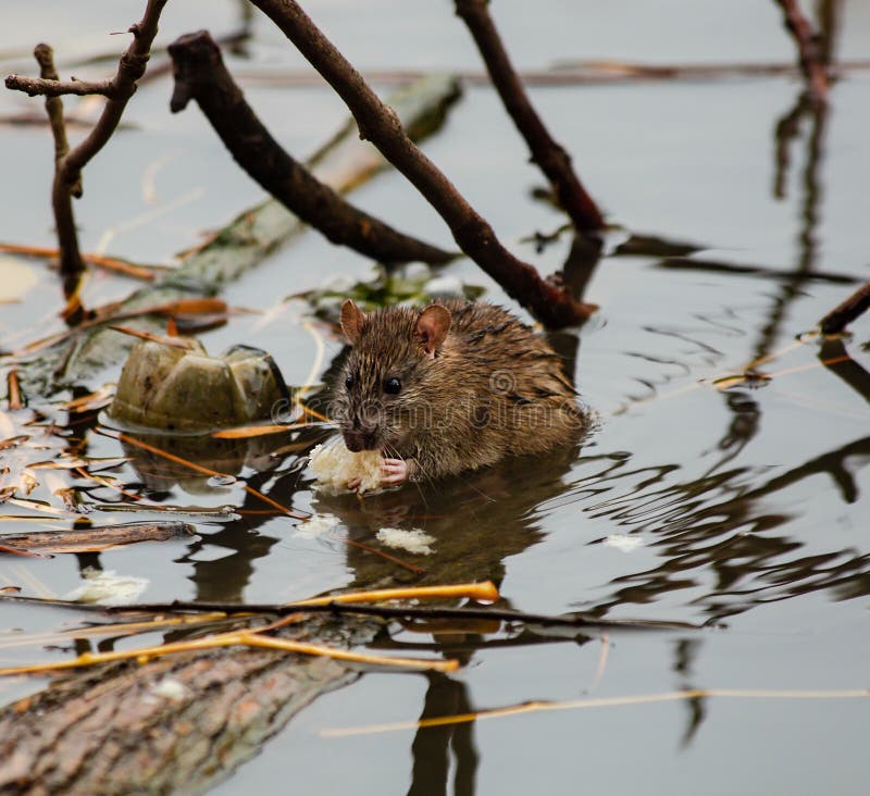 A Water Rat Eats Bread while Sitting on a Log Lying in the River in the ...