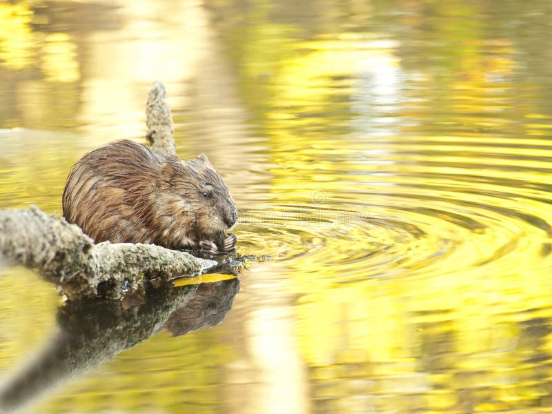 Musk-rat stock image. Image of vertebrate, hair, head - 12852205