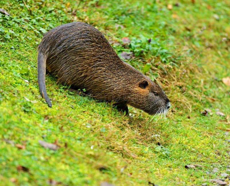 Muskrat stock photo. Image of closeup, grass, cute, face - 33744416
