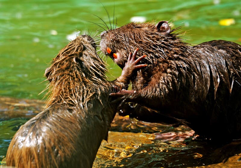Water rat stock image. Image of wild, habitat, muskrat - 35385017