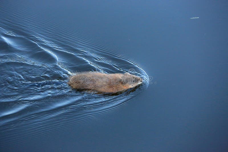 Water rat in river stock image. Image of ondatra, cute - 118158577