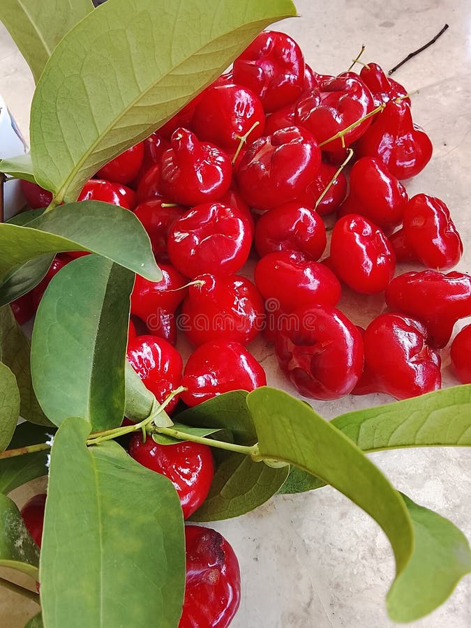 Water Red Guava or Button Guava, Indonesian Tropical Fruit Stock Photo ...