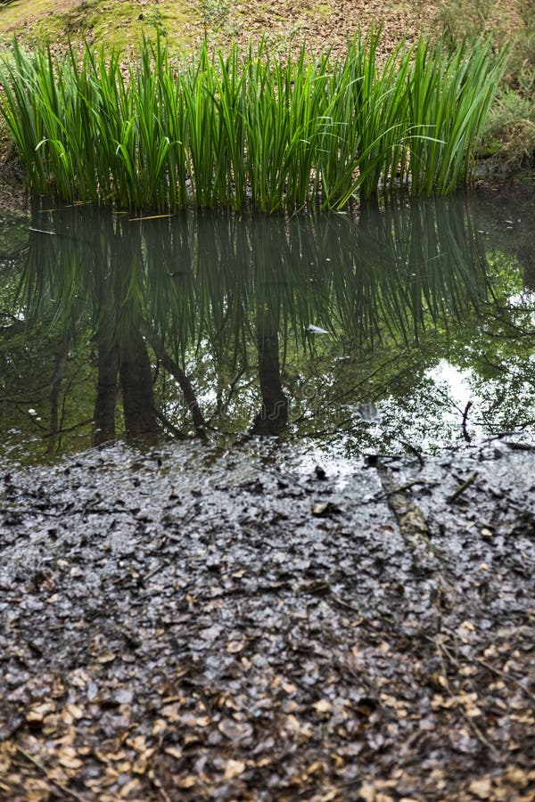 Water reed plant stock photo. Image of outdoor, cattail - 127692330