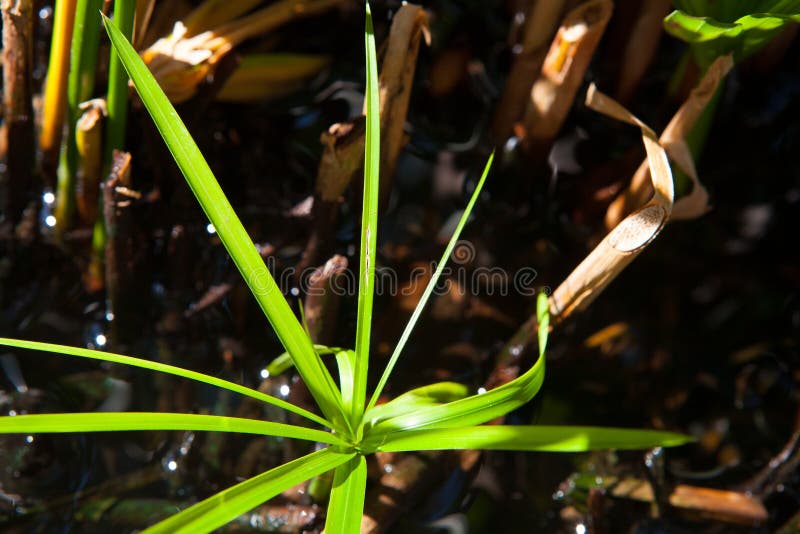 Water reed stock photo. Image of reed, close, water, sunrise - 49537380