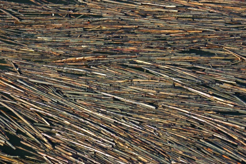 Water Reeds 2 stock image. Image of rushes, nature, marsh - 28833225