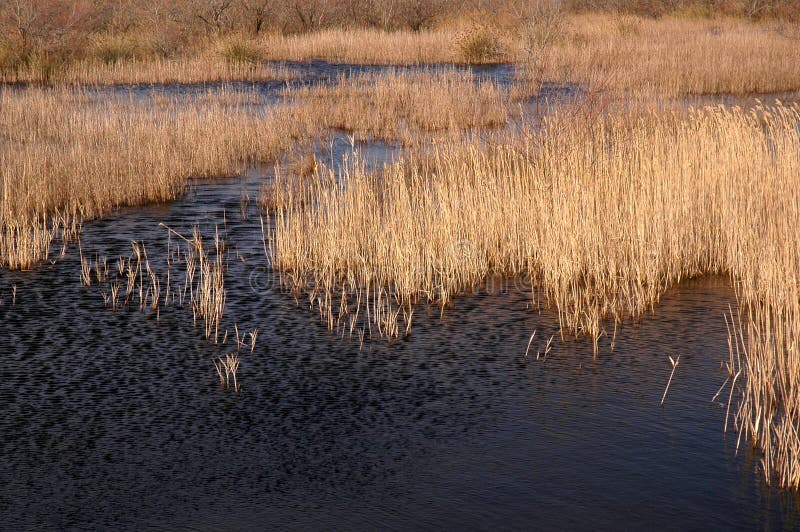Water Reeds, Hertfordshire,england. Ponds Summer Stock Image - Image of ...