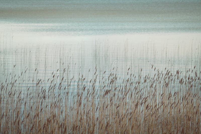 Water and reeds stock photo. Image of branch, graphic - 64091322