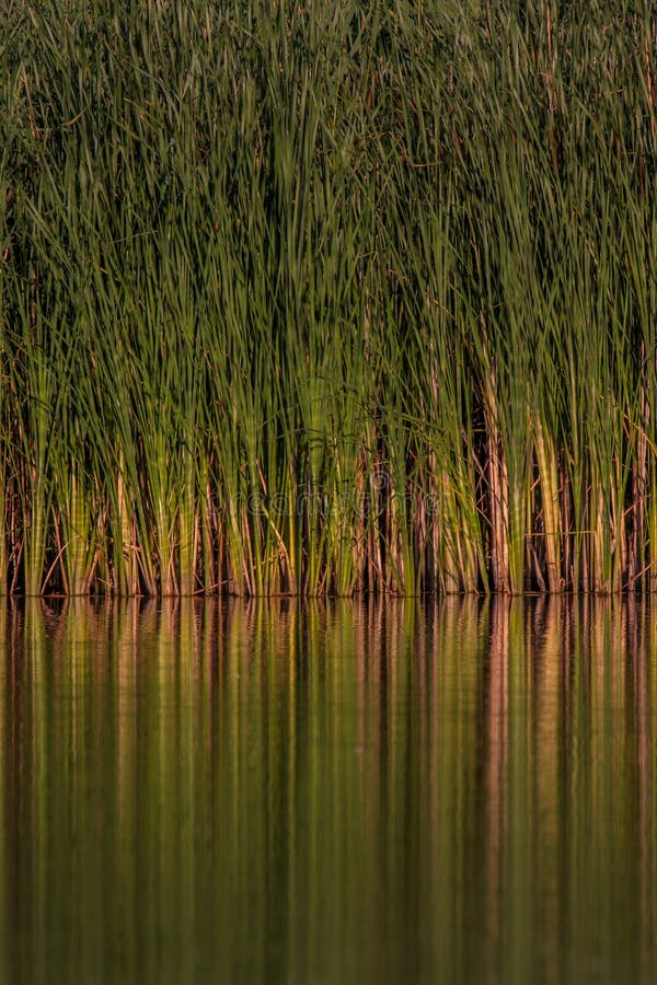 Water and reeds stock image. Image of green, thickets - 60004513