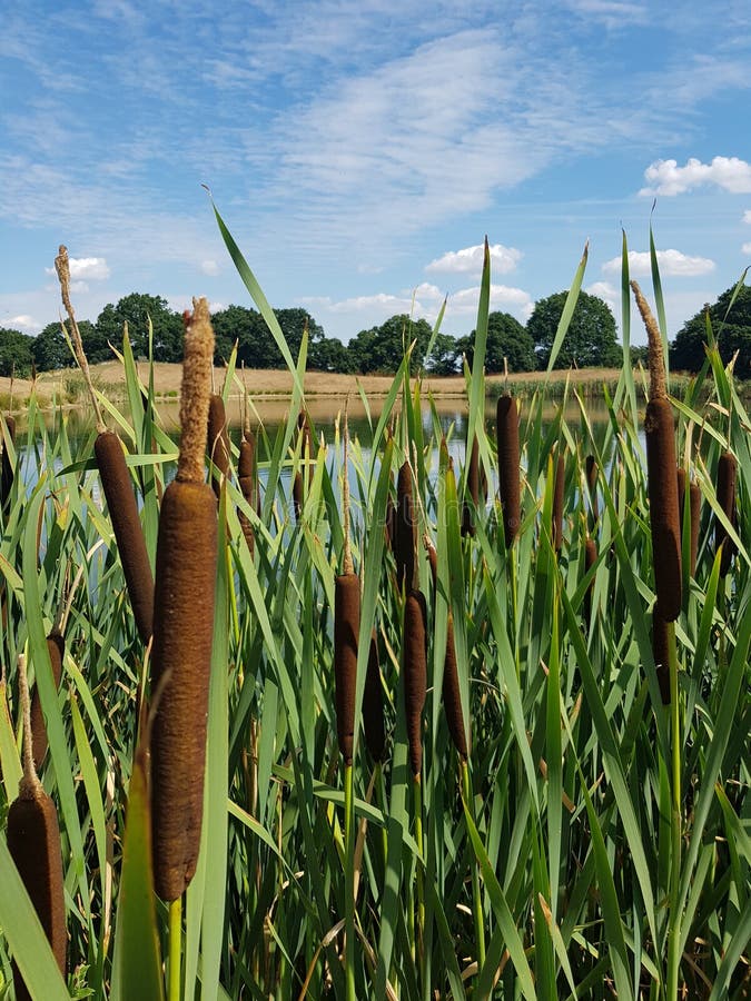 Reeds On The Edge Of The Water Stock Photo - Image of lethbridge ...