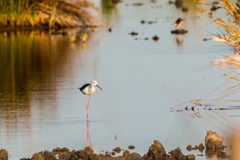 Water, Reflection, Bird, Water Bird Picture. Image: 110550702