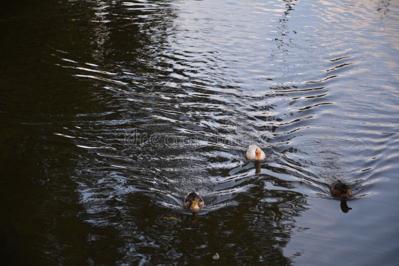 Water, Reflection, Bird, Pond Picture. Image: 118940092