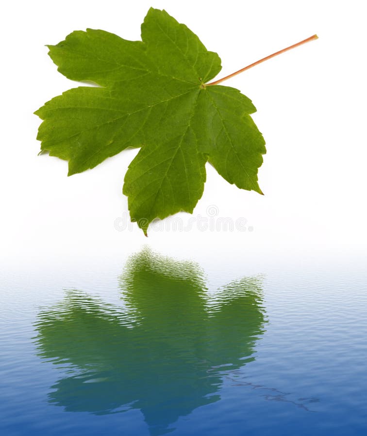 Water Reflection of Green Leaf Stock Image - Image of season, autumn ...