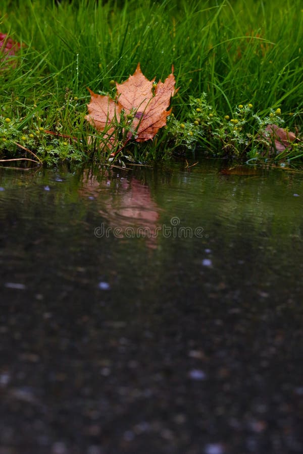 Water, Reflection, Leaf, Vegetation Picture. Image: 112593773