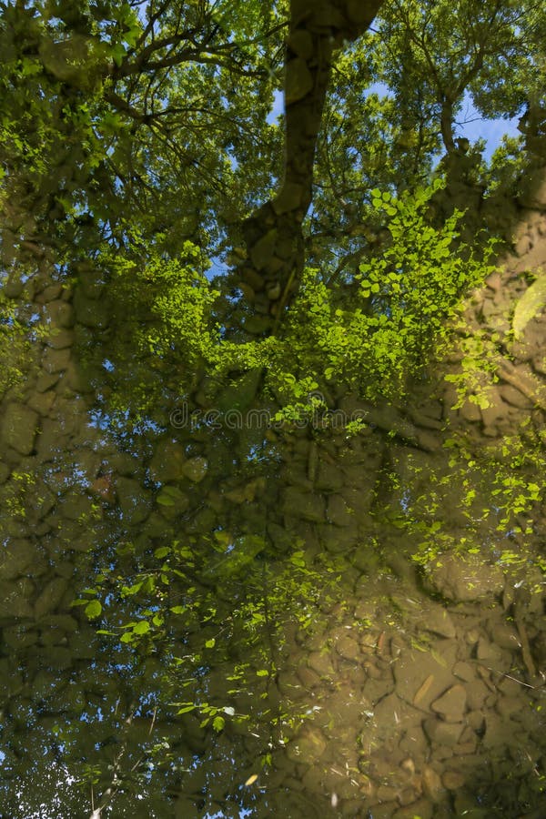 Water Reflection Nature Dirt Rocks River Small Outside Trees Brown ...