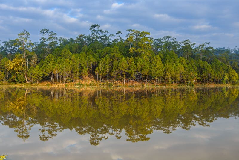 Reflection of the Pine Forest in the Evening Stock Photo - Image of ...