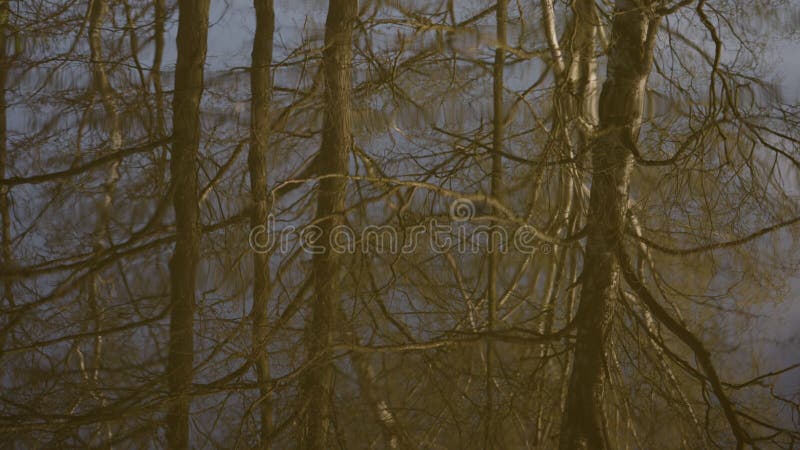 Water Reflection in Spring Pond with Trees Stock Photo - Image of water ...