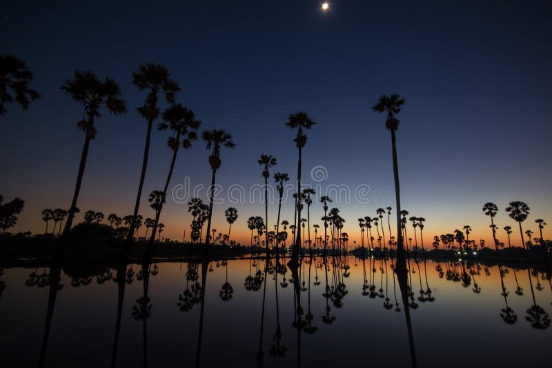 Water Reflection of Sugar Palm while the Sun is Rising. Stock Image ...