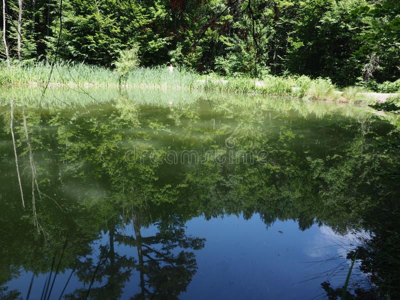 Water Reflection of Tree. Water Reflection of Blue Sky and Plant on the ...