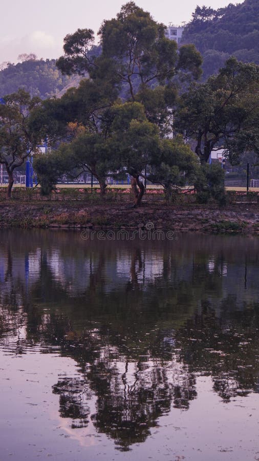 The Water Reflection of the Tree in Purple Tone Stock Image - Image of ...
