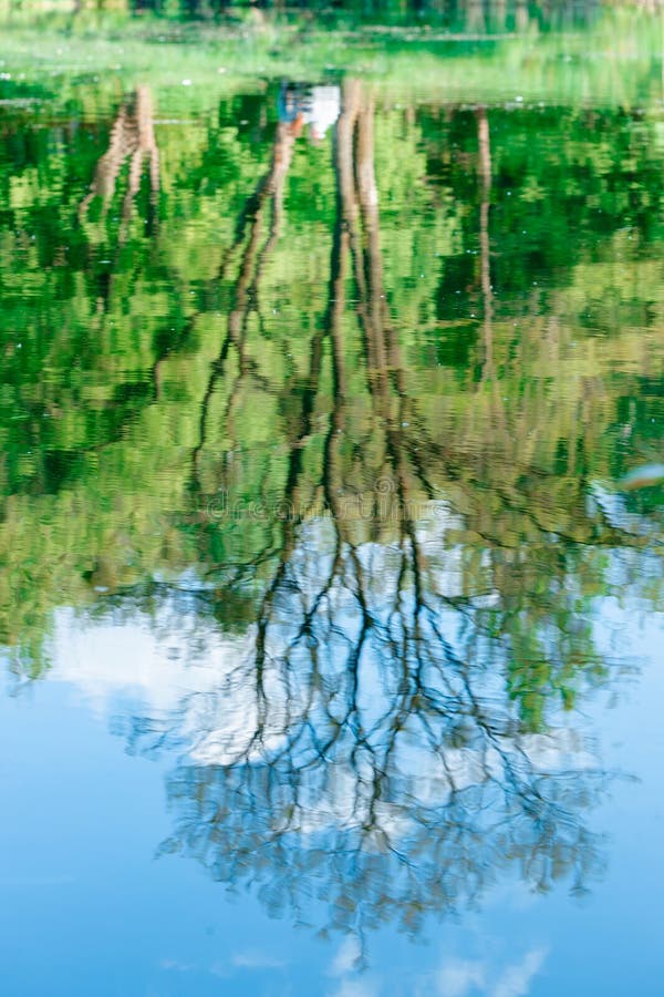 Water Reflection Upside Down Spring Season Park Scenic View in Ripple ...