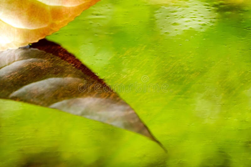 Water Reflection Yellow Leaf Abstract Texture and Background. Stock ...