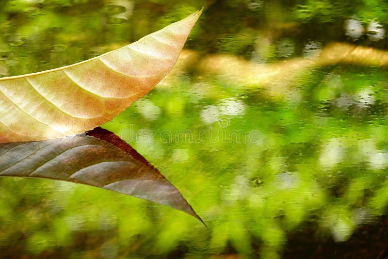 Water Reflection Yellow Leaf Abstract Texture and Background. Stock ...