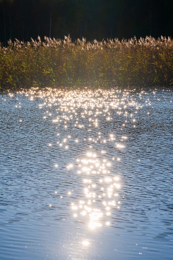 Water Reflections in a Lake Stock Image - Image of lakeshore, reed ...
