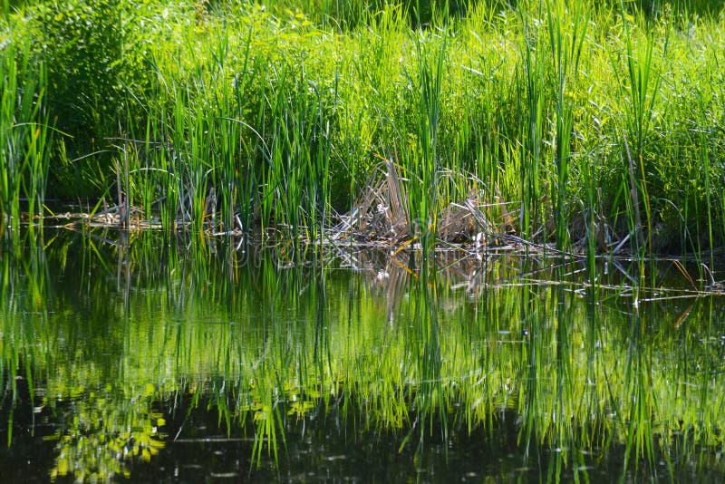 Reflections and Tall Shadows at the Beach Stock Photo - Image of stand ...