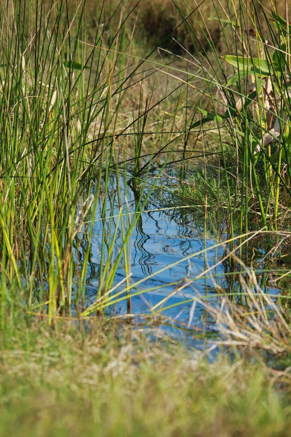 Water Tall Grasses Southwest Florida Stock Image - Image of reflections ...