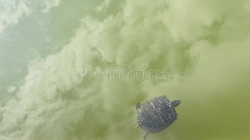 A Turtle Swims in a Green Lake. Stock Footage - Video of lake, green ...