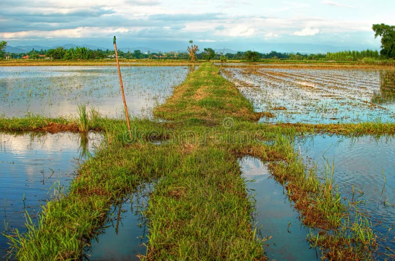 Water in the rice field stock image. Image of mountains - 42182847