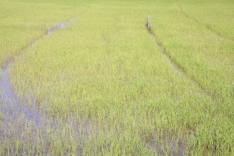 Water on rice field stock photo. Image of local, cultivate - 37971276