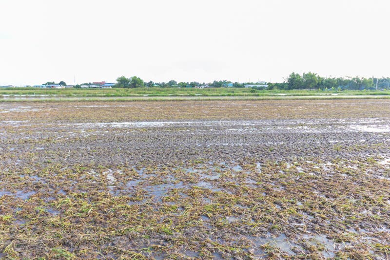 Water in Rice Field Preparing for Plant Stock Image - Image of farmer ...