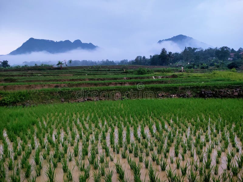 The Water in the Rice Fields is Cloudy after the Rain Stock Photo ...