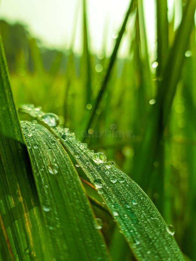Water on rice leaves stock photo. Image of rice, leaves - 227927588