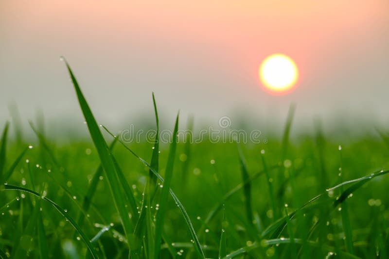 Water on Rice Leaves in the Morning. Stock Image - Image of gorgeous ...