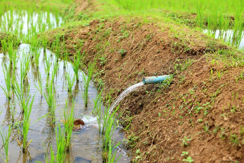 Water for Rice Plant in Farm of Thailand Stock Image - Image of paddy ...