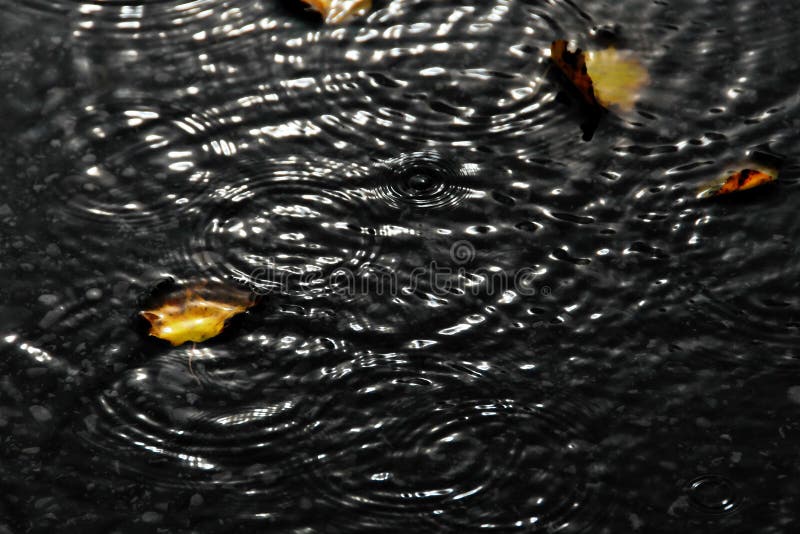 Water rings stock image. Image of ring, rain, water, leaves - 13388399