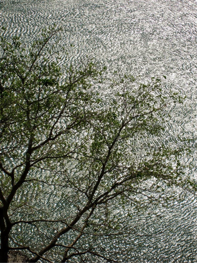 Shimmering Light on Water Ripple with Tree Stock Image - Image of ...