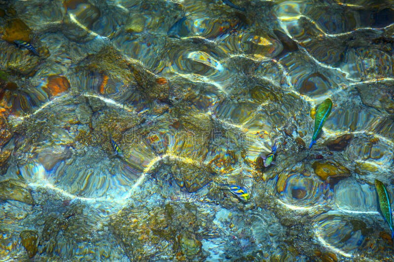 Water ripples and fish stock image. Image of reflection - 5168557