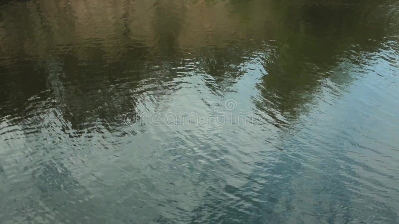 Water Ripples on the River. Reflection of Trees in the Lake Stock Video ...