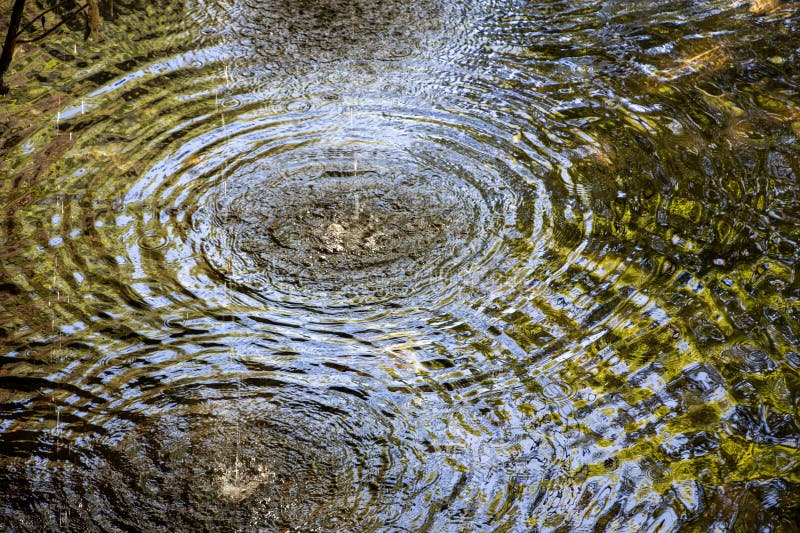 Circles on the Surface of the Water in the Forest. Water Ripples on the ...