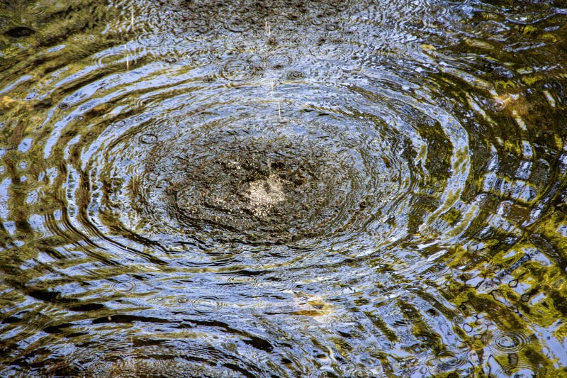 Circles on the Surface of the Water in the Forest. Water Ripples on the ...