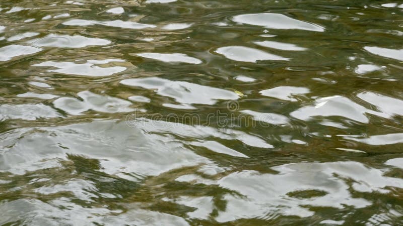 Water Ripples on Surface of Pond Stock Footage - Video of wave, nature ...